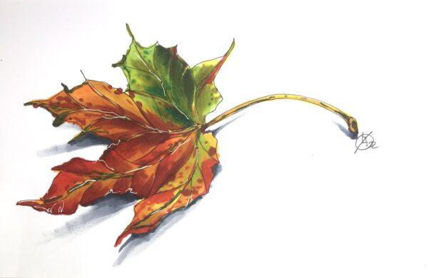 FREE BASIC alcohol markers tutorial MAPLE LEAF from Illustrative course ...